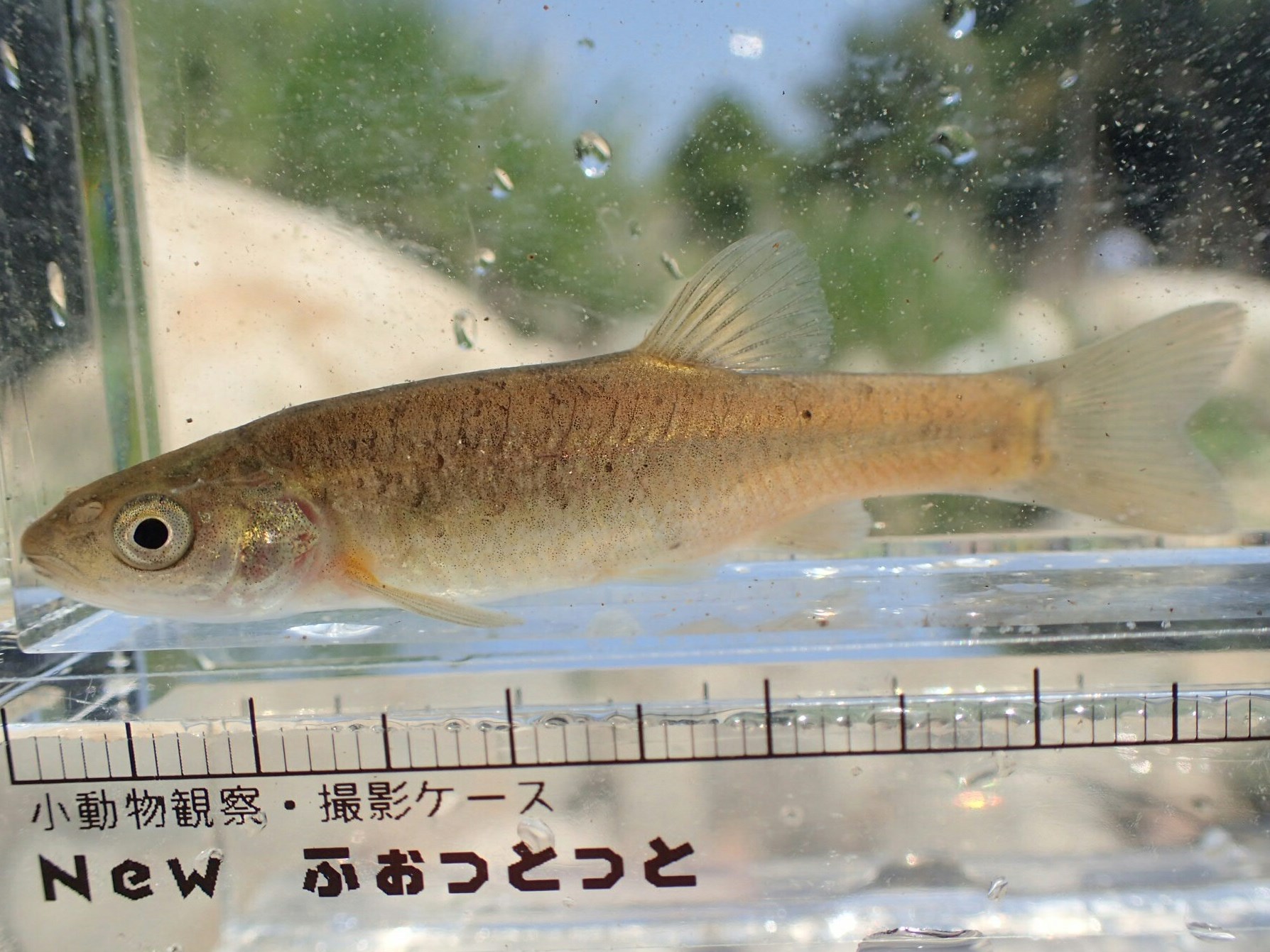 かがわの水生生物 | 調査研究 | 香川淡水魚研究会